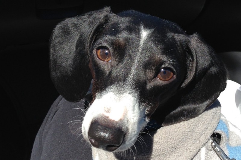 Fundraiser by Allie Perry : Save Beasley's Brain!