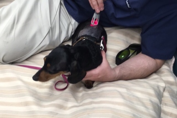 Fundraiser by Melissa Ann : Please HELP! My Wiener is Broken!