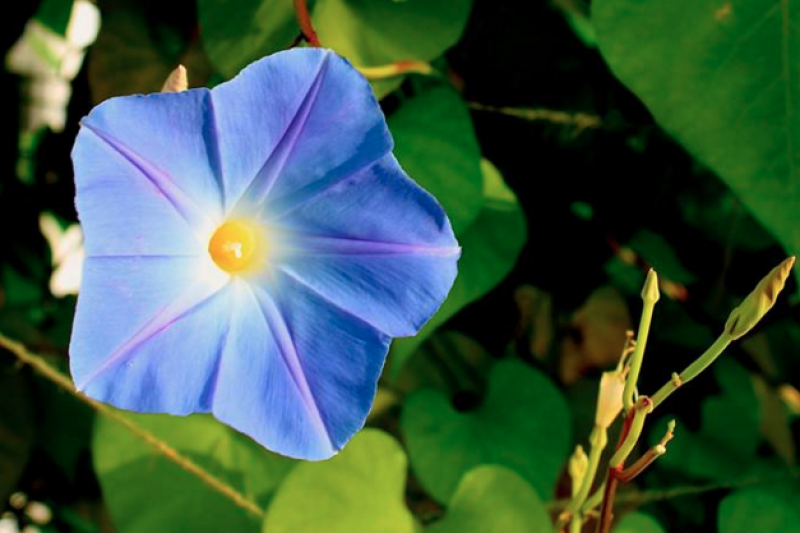 Fundraiser for Ruth Murray by Paul Murray : Help Ruth go home