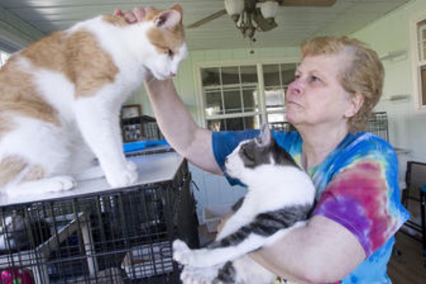 Fundraiser by Carly Marina : Help Feline Finish Line Rescue