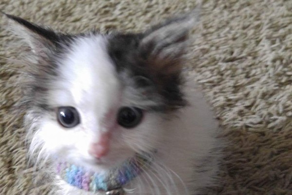 Fundraiser by Lewes Wingate : Kitten Needs Funnel Chest Surgery