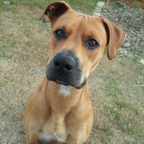 Rhodesian Ridgeback Boxer Pitbull Mix