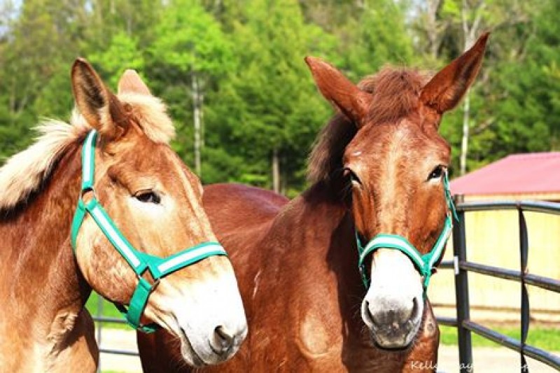 Fundraiser by Draft Gratitude : Aged Belgian Mules Stay Together
