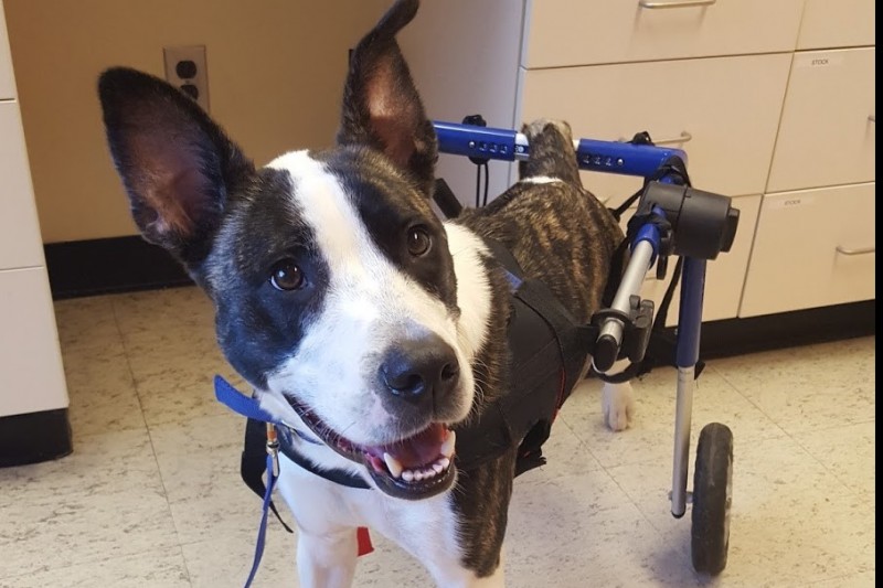 Fundraiser by Beth Frasca : Cooper's Cruisin' for a Miracle!