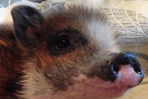Fundraiser by Wendy Lee : Help Save Archie the Scare Pig!