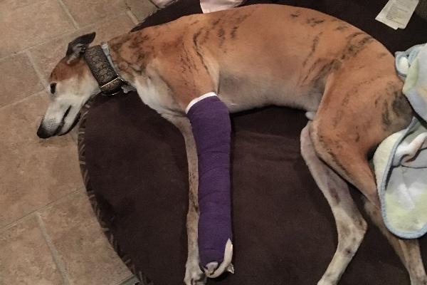 Fundraiser for Jennifer Stanish by Kathy Burbank Cunliffe : Broken Leg ...