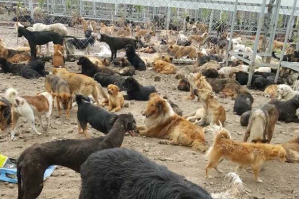 Fundraiser by Cara Rescue Dogs : Saving Our Slaughterhouse Survivors