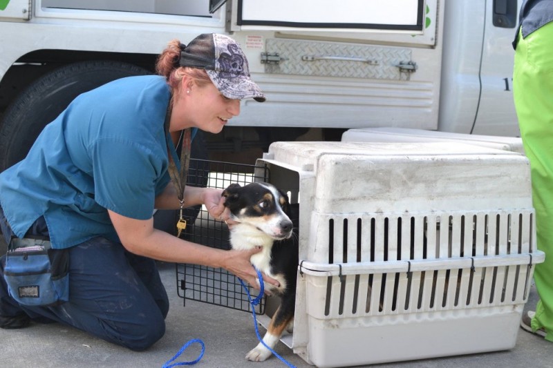 Fundraiser by Kelly Shutt : Supplies for Displaced La Animals