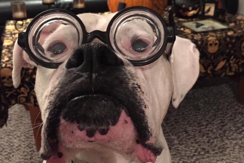 Fundraiser for sara stump by Rynne Stump : OLIVE'S CANCEROUS TUMOR REMOVAL