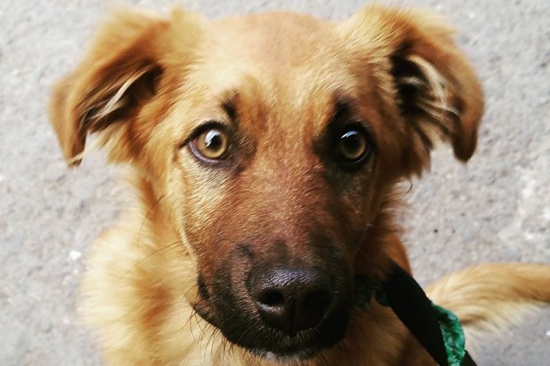 Fundraiser for Garry Marshall by Claudia Mamet : Rescue Momo the Dog ...