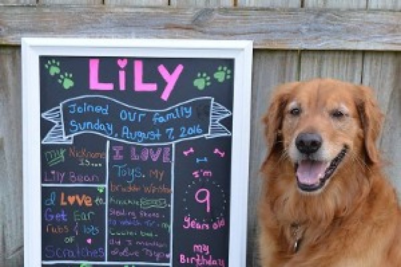 Fundraiser for Jay Tanenbaum by Tina Musselwhite : Lily's Medical Fund