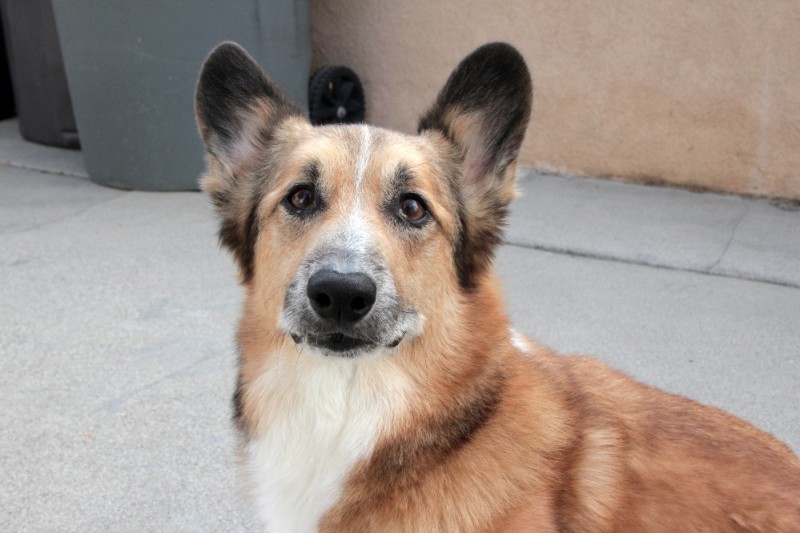 Fundraiser by Katie Finlay : Conan Fights Lymphoma