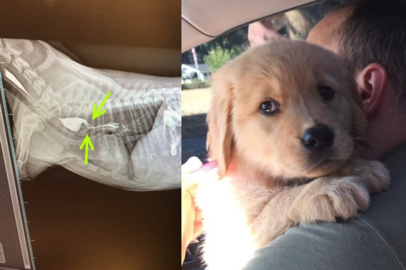 Fundraiser by Jeff Brown : Nala_TheGoldenOne, PRAA surgery