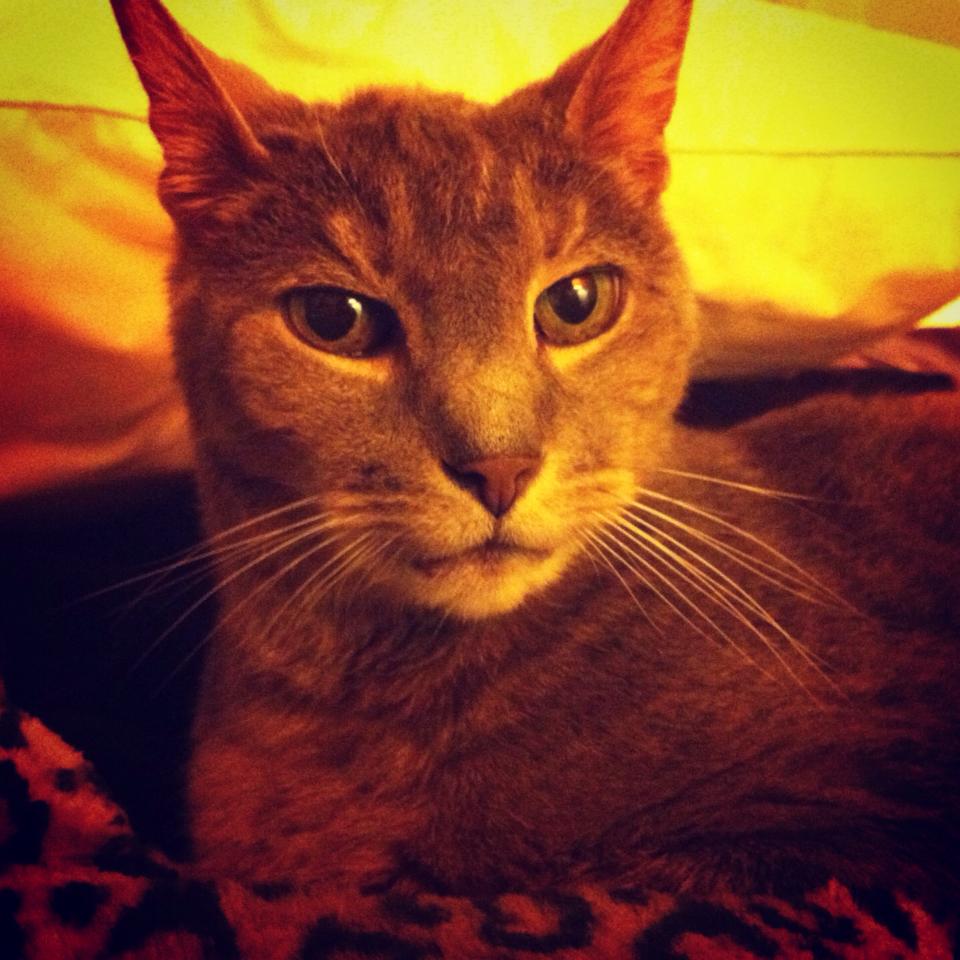 #SaveStinky – Stinky is 18 years old. He has recently been diagnosed ...