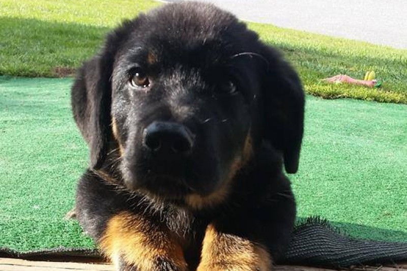 Fundraiser by Andrea Lefebvre : Vader's Wheels