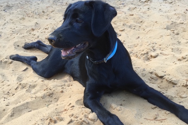 Fundraiser by Casey Jay Teer : Katanas broken femur