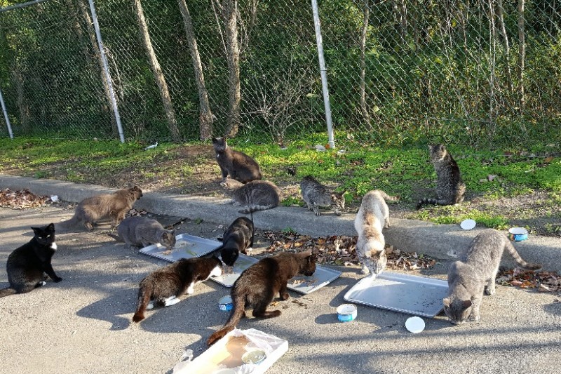 Fundraiser by Nancy Scharff : Help Spay & Neuter Abandoned Cats