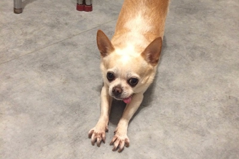 Fundraiser for Jody Teora by Drew Teora : Help Save Dusty the Chihuahua