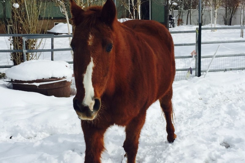 Fundraiser by LeAnne Huff : Bucks for Bel