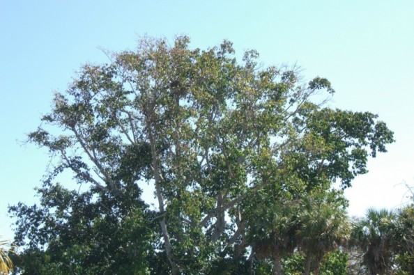 Fundraiser by Paul Brooks : Mysore Fig Tree Needs Your Support