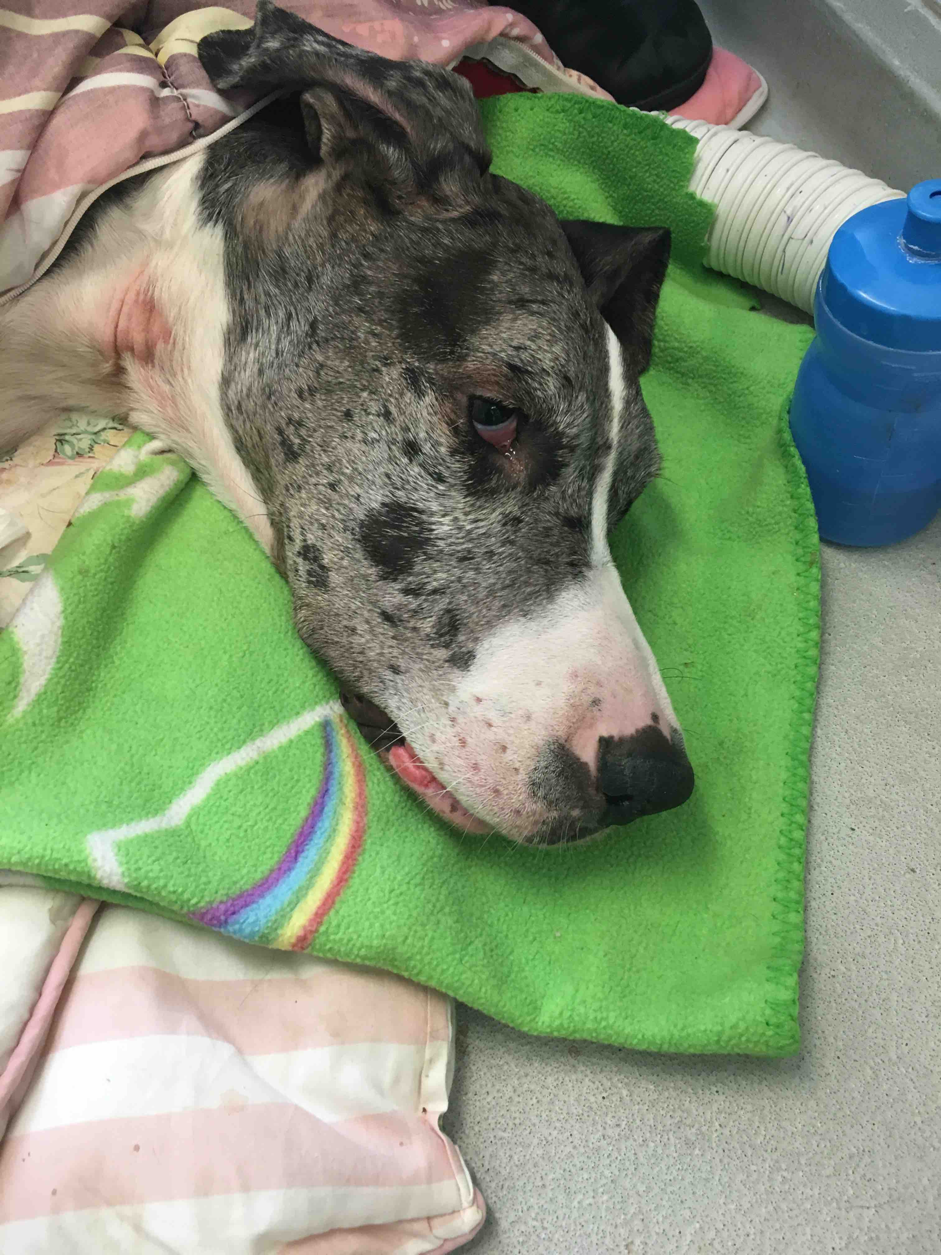 Fundraiser by Panagiotis Peter Panagos : Saving My Best Friend (Zeus)