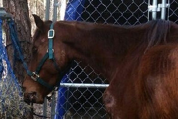 Fundraiser for Sherry Gates by Rita Maxwell : MUCH NEED FOR RESCUED ...