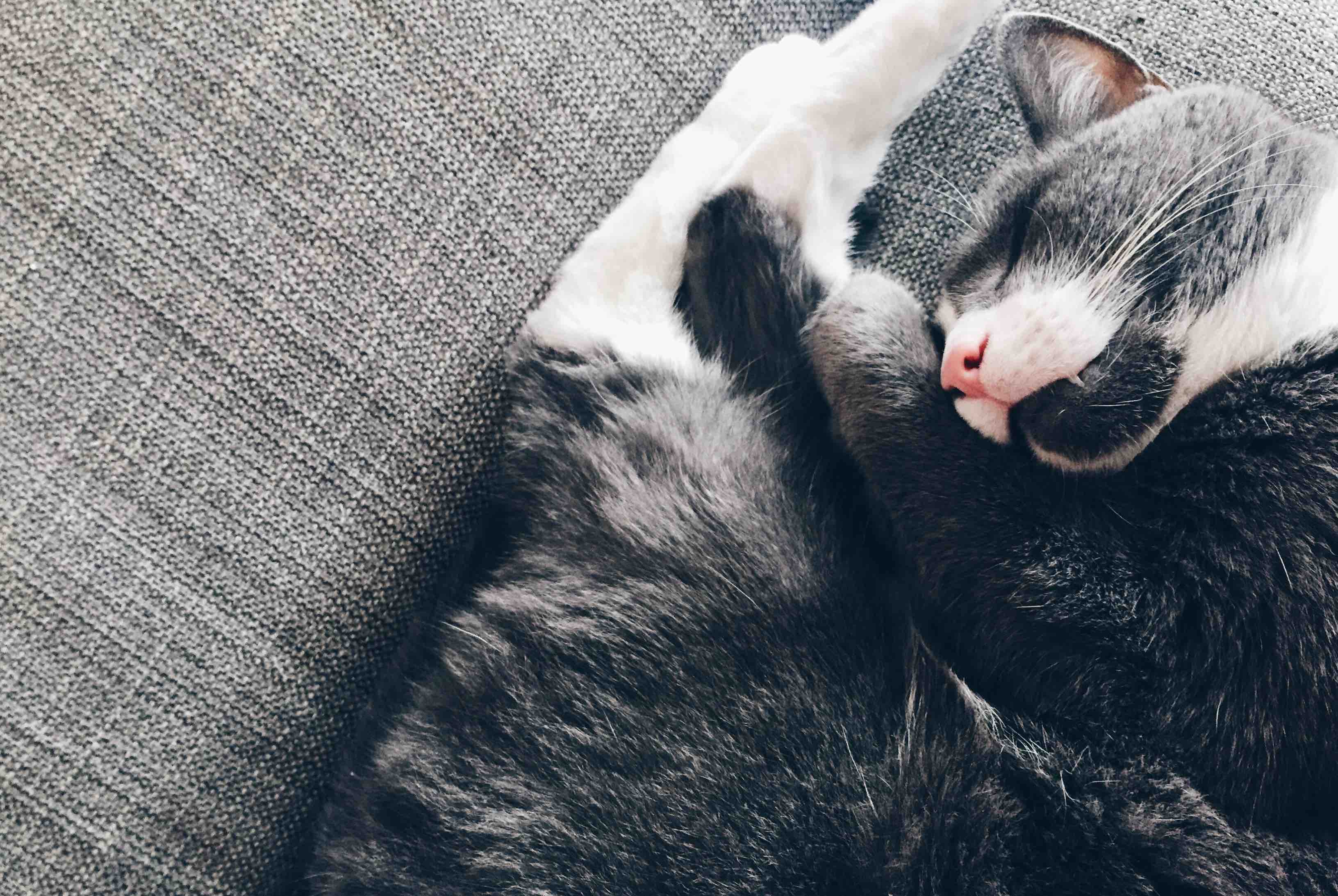 Fundraiser by Dave Garren : Grey's Weird Weiner Surgery