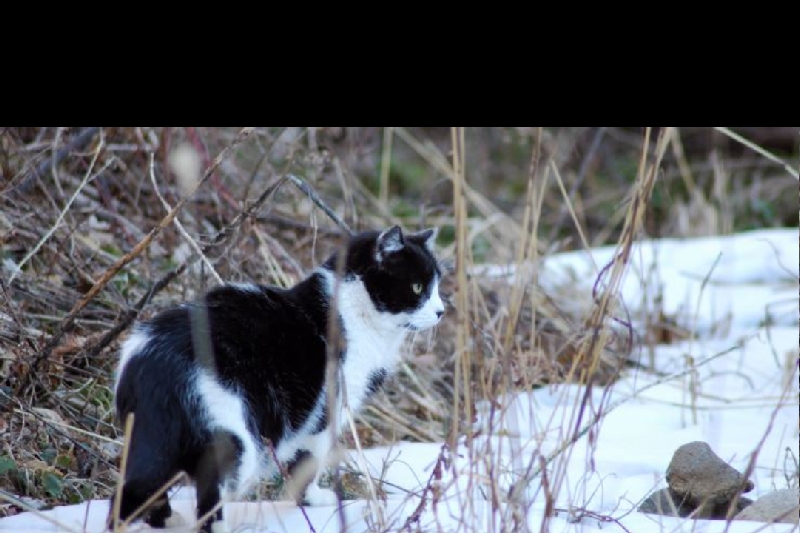 Fundraiser by Mikayla Raines : Help the cats of MN Lake