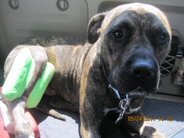 Fundraiser by Melanie Samet : Bear\'s Surgery