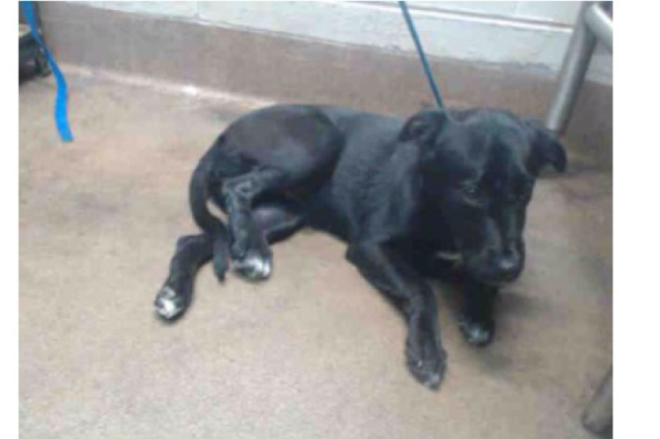 Fundraiser by Ellie Labedz : Help Me Heal and Afford my Dream Pup