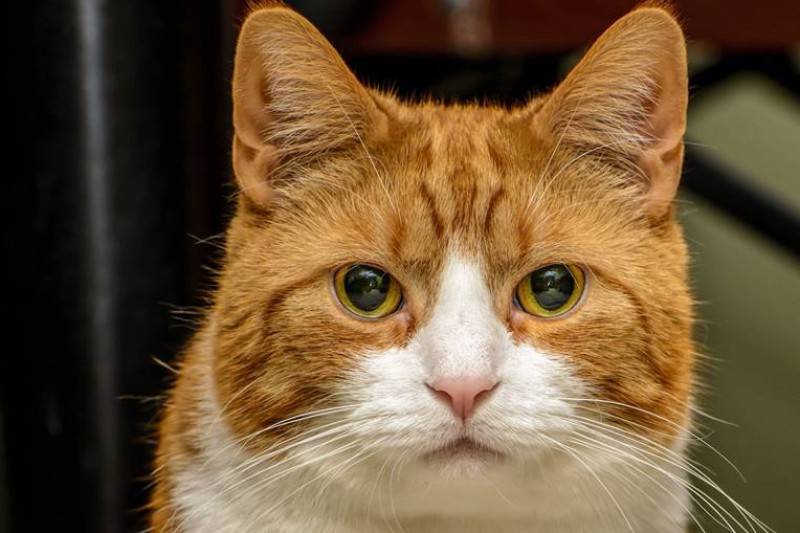 Fundraiser by Lori Beth Whittle Gilbert : Sunny Longarm's Vet Bill