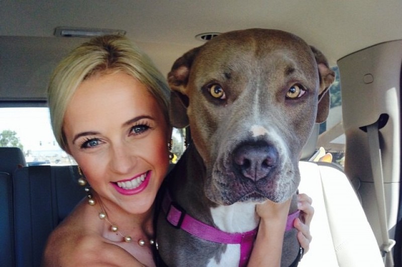 Fundraiser by Eddie Strachan : Save "Mysti" the Pit Bull