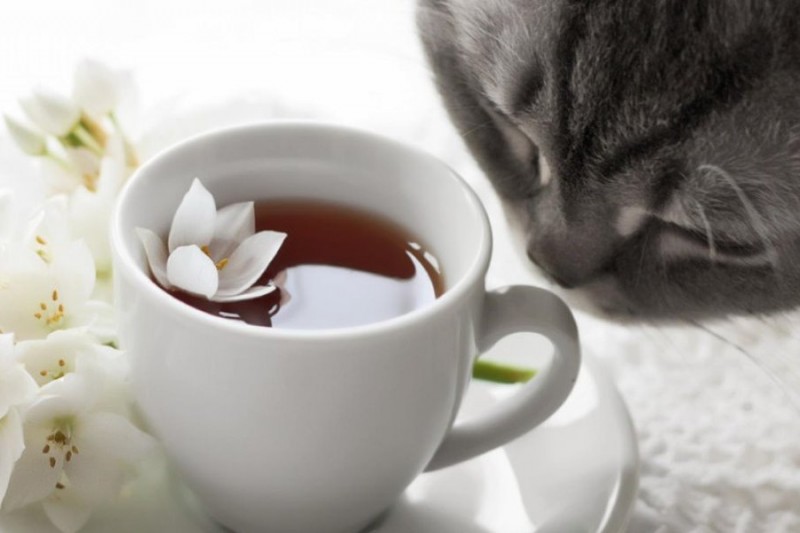 Fundraiser by Tammy Wong-Bigelow : Wai Wai's Mao Mao Catfé and Parlour