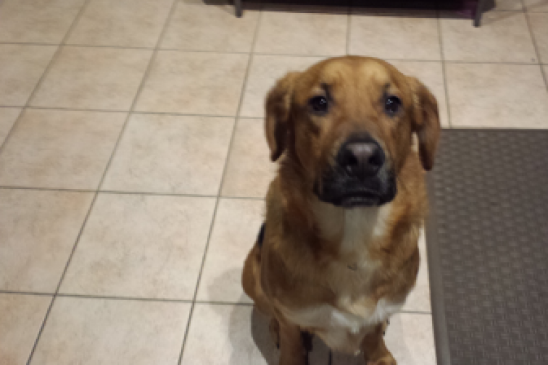 Fundraiser by Britany Powell : Taking Care of the Animals