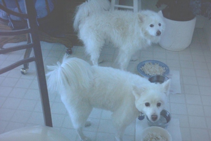 Fundraiser by Ron Foos : Non-Profit Animal Rescue Music CD