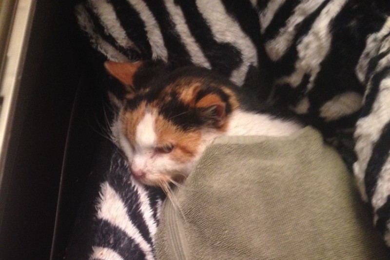 Fundraiser by Colleen Rodak : Ginger's veterinary bills