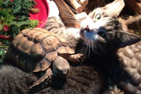 Fundraiser for Claire Desrosier Pass by Vanessa Burdette : Help Critter ...