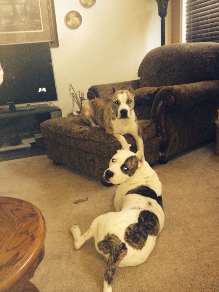 Fundraiser by daniel naraine : House Fire, Lost our dogs and Lives