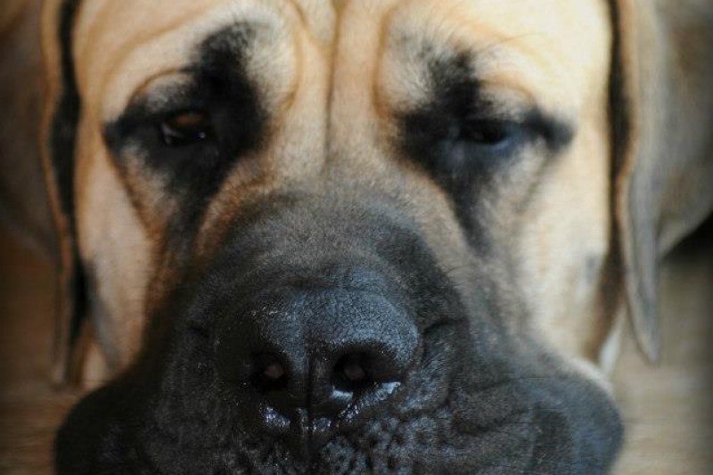 Fundraiser by Curtis Bearden : Thor's Medical fund