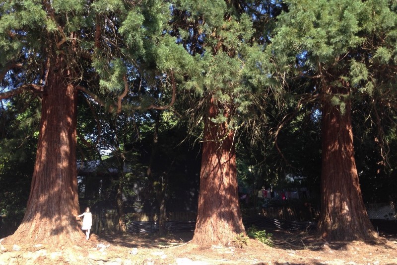 SAVE THE PORTLAND REDWOODS | Fight Portland Demo-Development!!