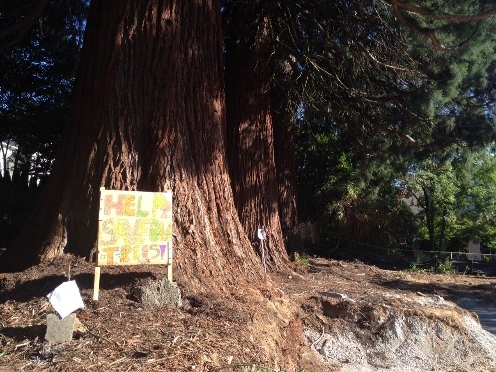 SAVE THE PORTLAND REDWOODS | Fight Portland Demo-Development!!