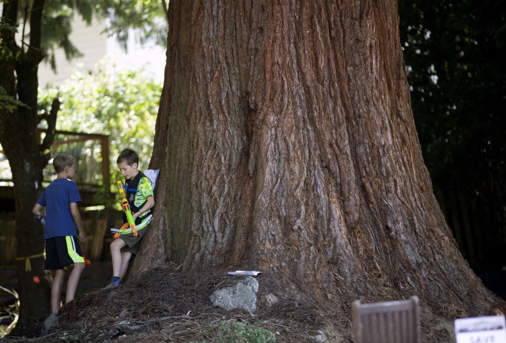 SAVE THE PORTLAND REDWOODS | Fight Portland Demo-Development!!