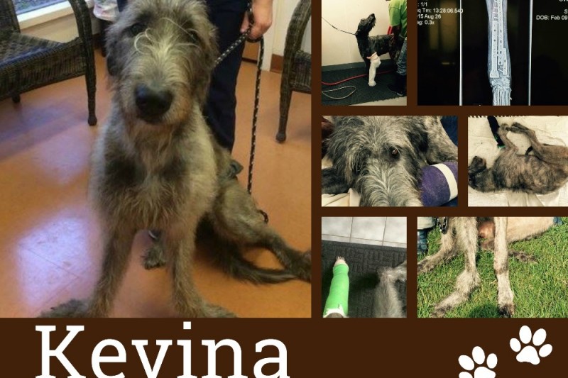 Fundraiser by Wanda Wolski : Kevina the Irish Wolfhounds Fund