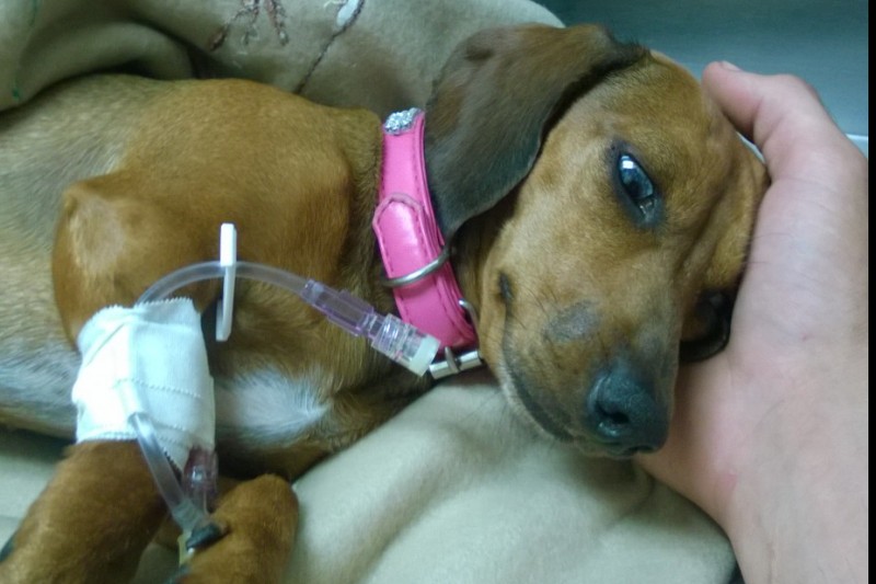 Fundraiser by Steve Trinkle : SAVE JOSIE MINI DACHSUND HIT BY CAR