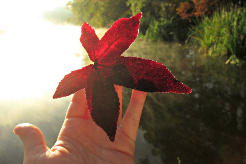 Fundraiser by Jen McCumber : Emergency Move