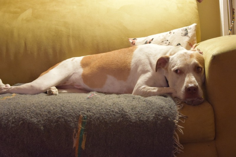 Fundraiser by Moose Malloy : Heal Our Beautiful Belle