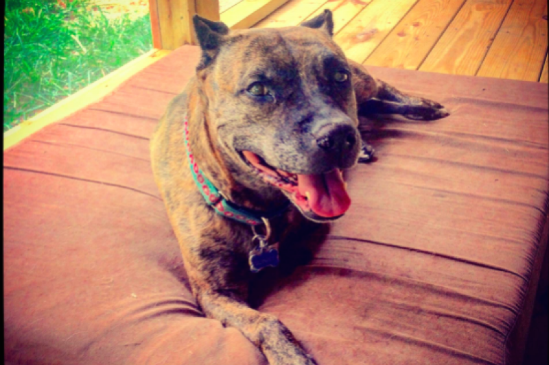 Fundraiser for Amy Taylor by Ariela Melzer : Opie Needs Our Help
