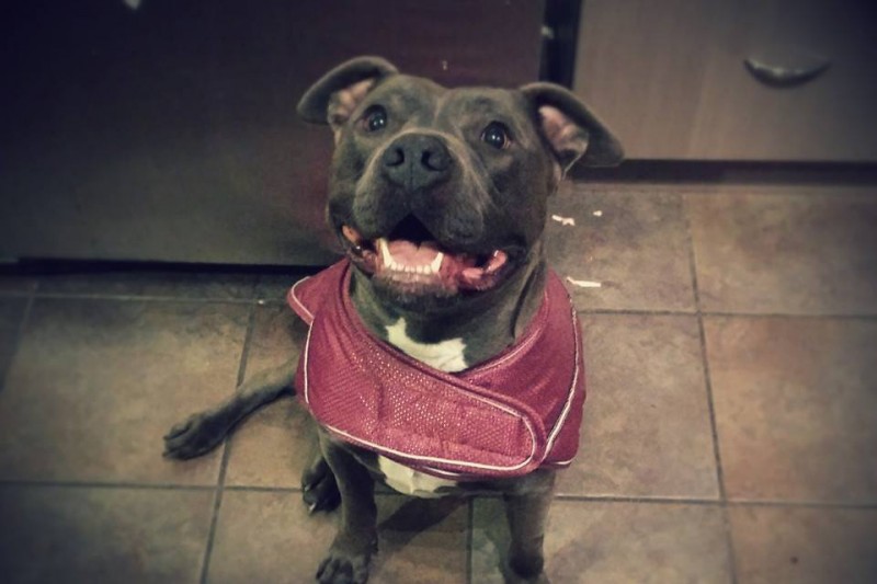 Fundraiser by Kate Crew : Princess Piggle's Surgeries