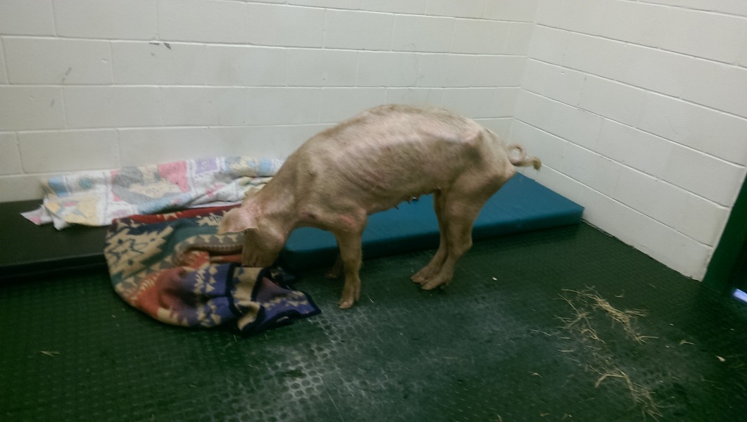 Fundraiser by Francesca Taylor : Rescued family of starved pigs