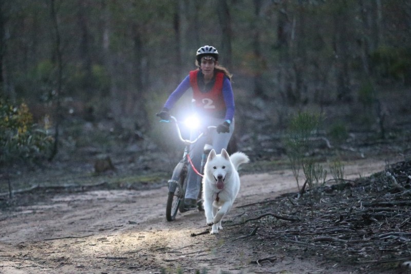 Fundraiser by Briar Sutherland : Bear's TPLO surgery